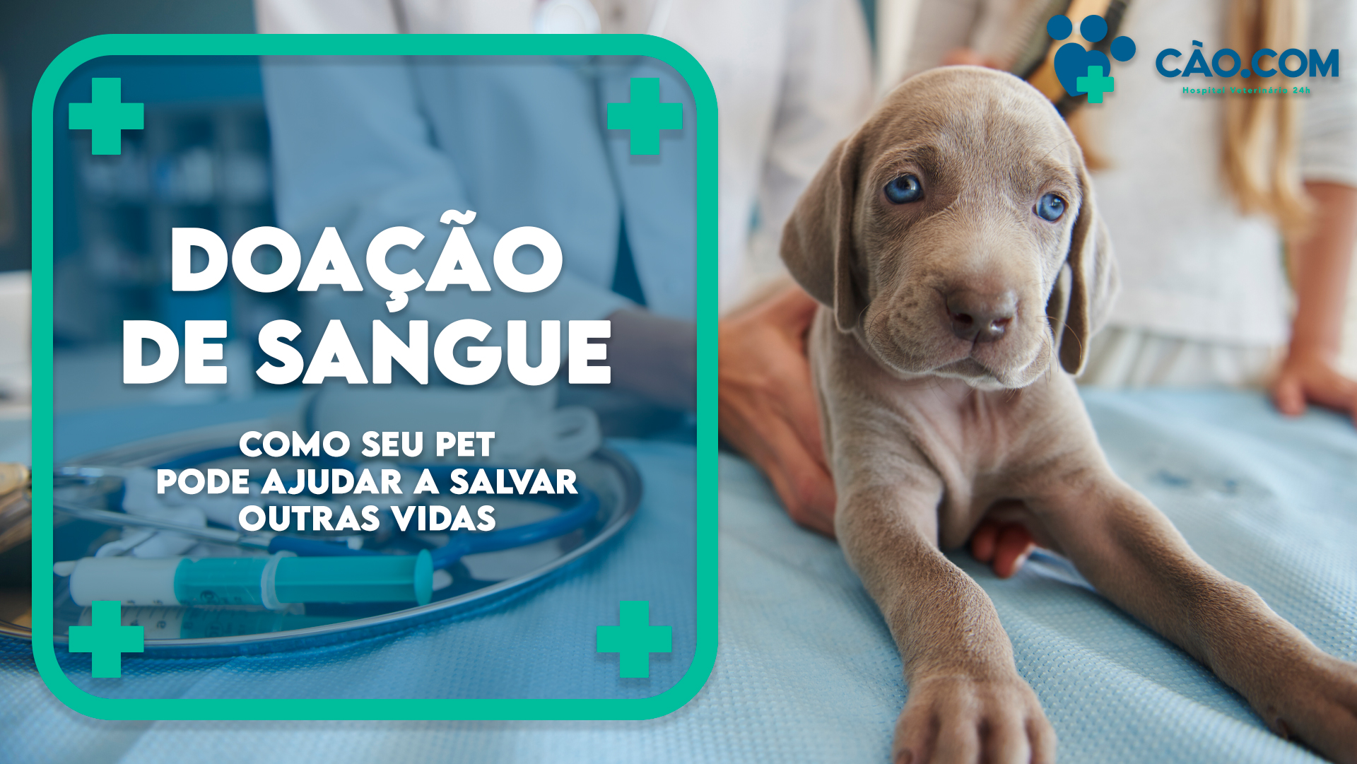 Doação de Sangue Animal: seu Pet pode ajudar a salvar vidas - Cão.Com ...